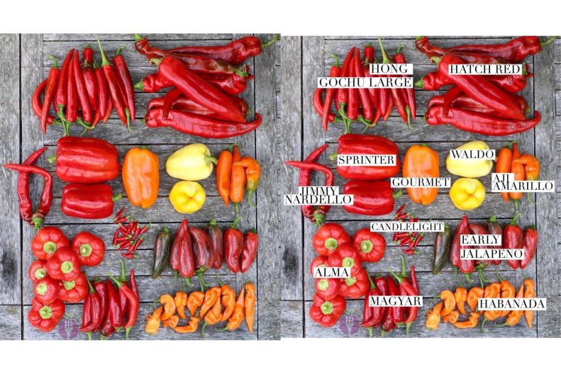 My Favorite Varieties: Peppers - Seed to Fork