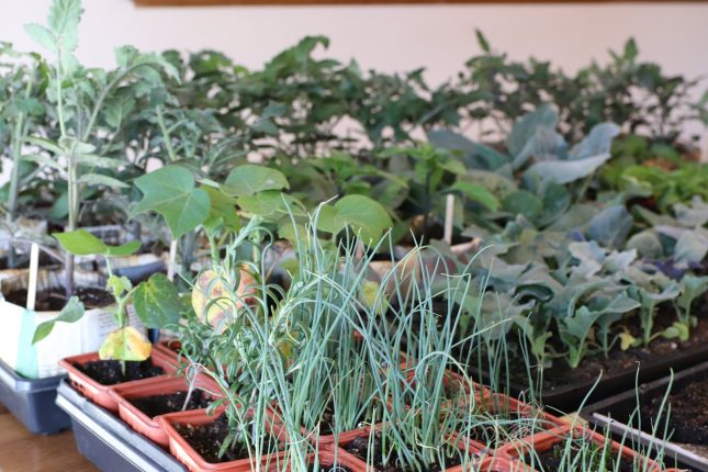 Growing Strong, Healthy Vegetable Starts from Seed - Seed to Fork