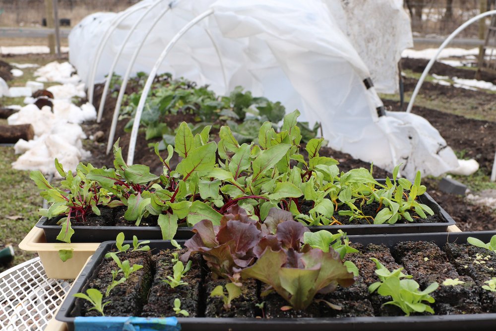Low Tunnel Guide: Selecting + Setting Up Low Tunnels to Spring Ahead ...